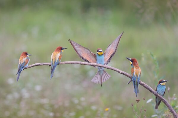 Bird Watching Safari in Tanzania – Ndovu African Expeditions Limited